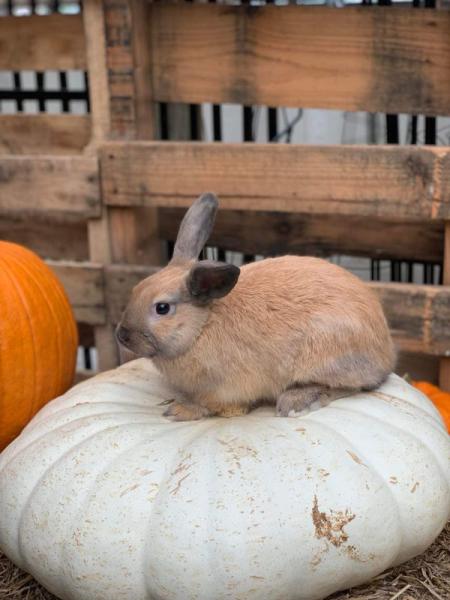 RABBIT ANGELS RABBIT RESCUE