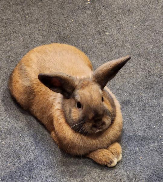 RABBIT ANGELS RABBIT RESCUE