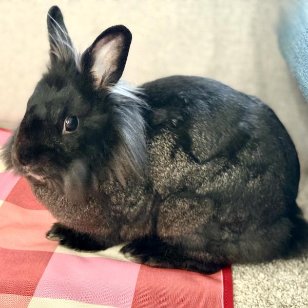 RABBIT ANGELS RABBIT RESCUE