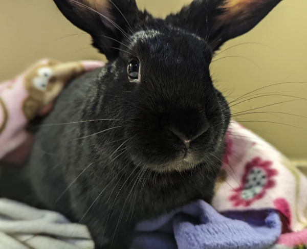 RABBIT ANGELS RABBIT RESCUE