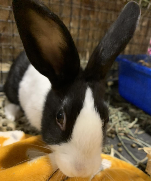 RABBIT ANGELS RABBIT RESCUE