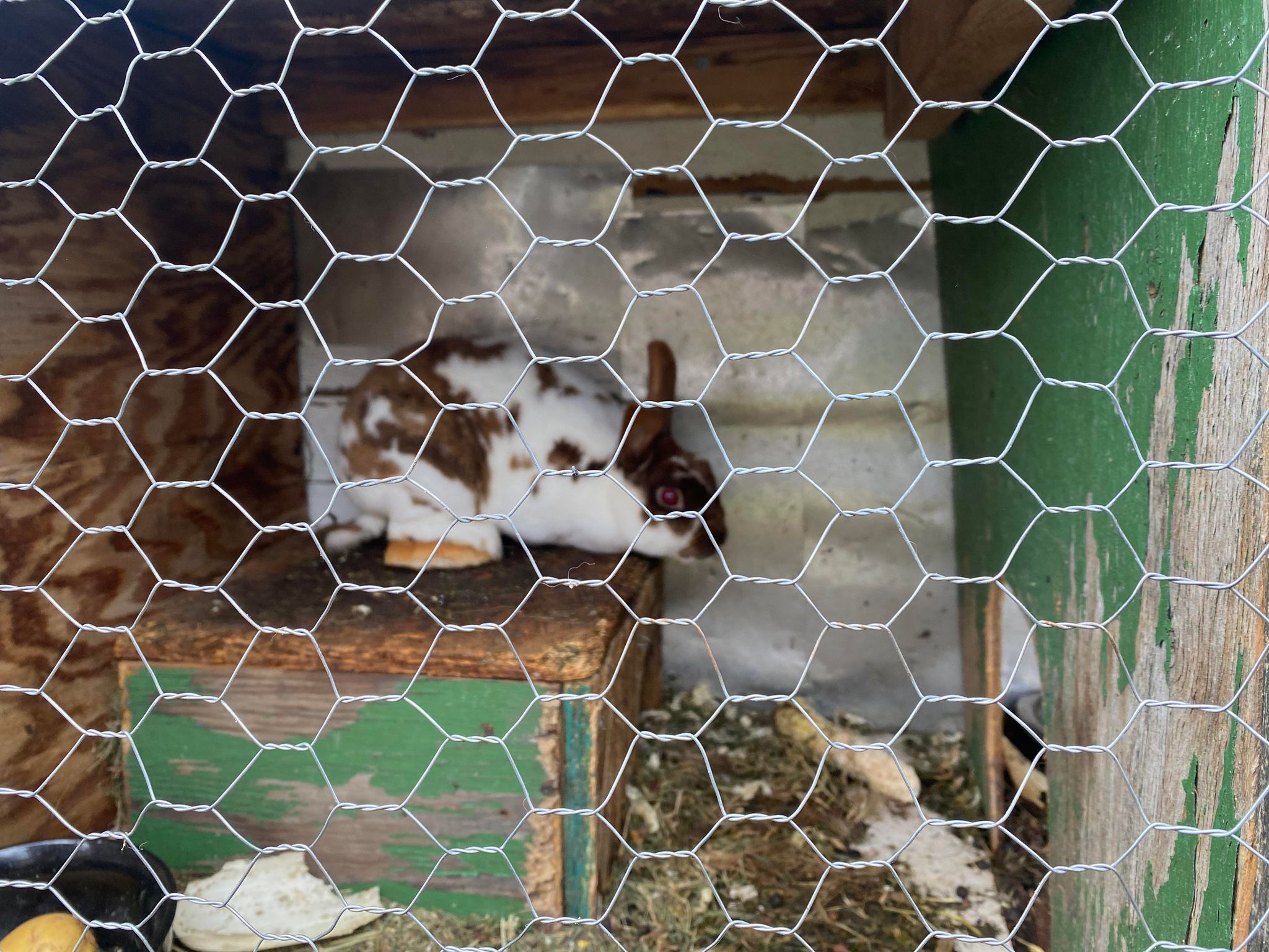 RABBIT ANGELS RABBIT RESCUE