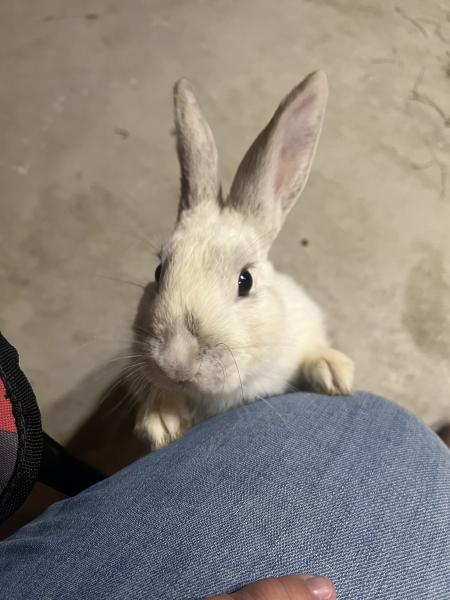 RABBIT ANGELS RABBIT RESCUE