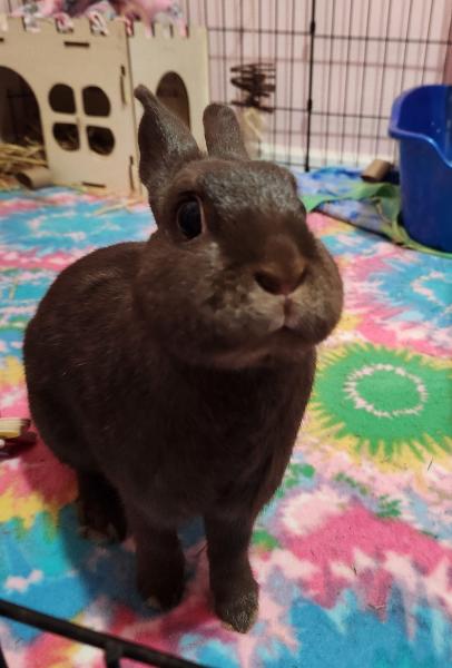 RABBIT ANGELS RABBIT RESCUE