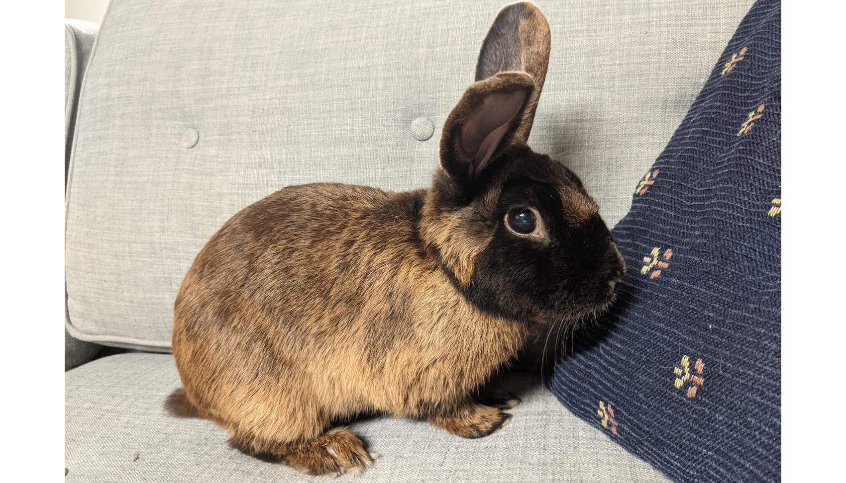 RABBIT ANGELS RABBIT RESCUE